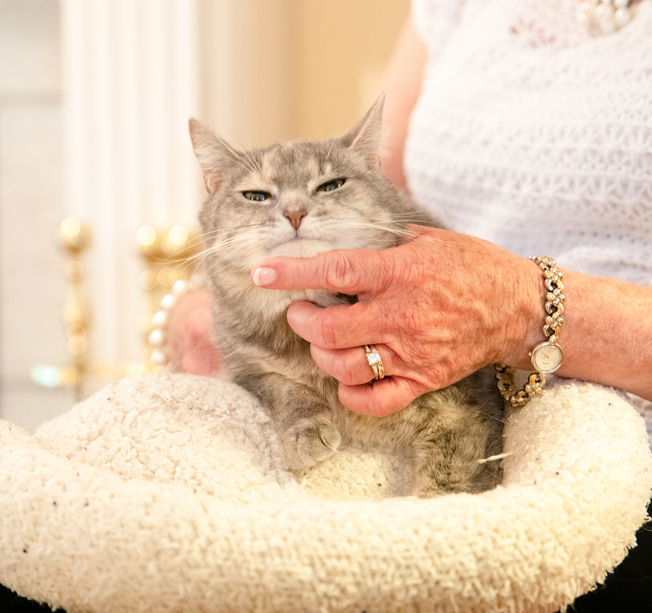 Hi, I'm Ashley! The PURR-fect Cat – Tour Collierville